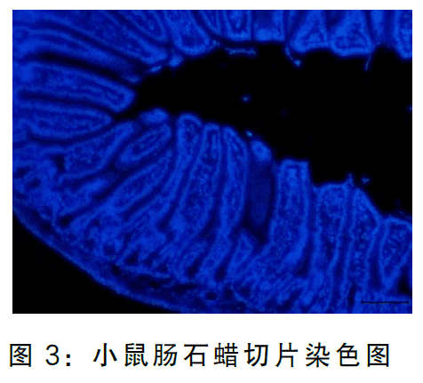 CytoDet DAPI 染色液 – 艾科瑞生物