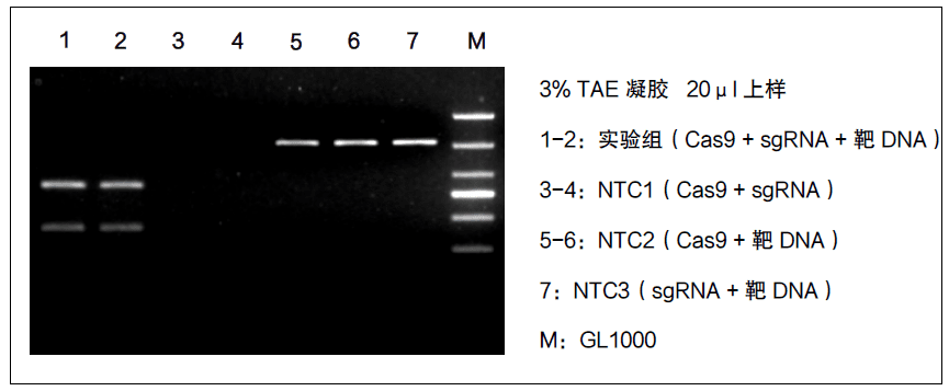 NLS-Cas9-NLS 核酸酶（50%甘油） – 艾科瑞生物