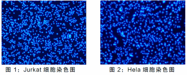CytoDet DAPI 染色液（即用型） – 艾科瑞生物
