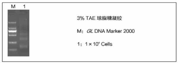 AccuNext MNase 核小体 DNA 文库制备试剂盒 – 艾科瑞生物
